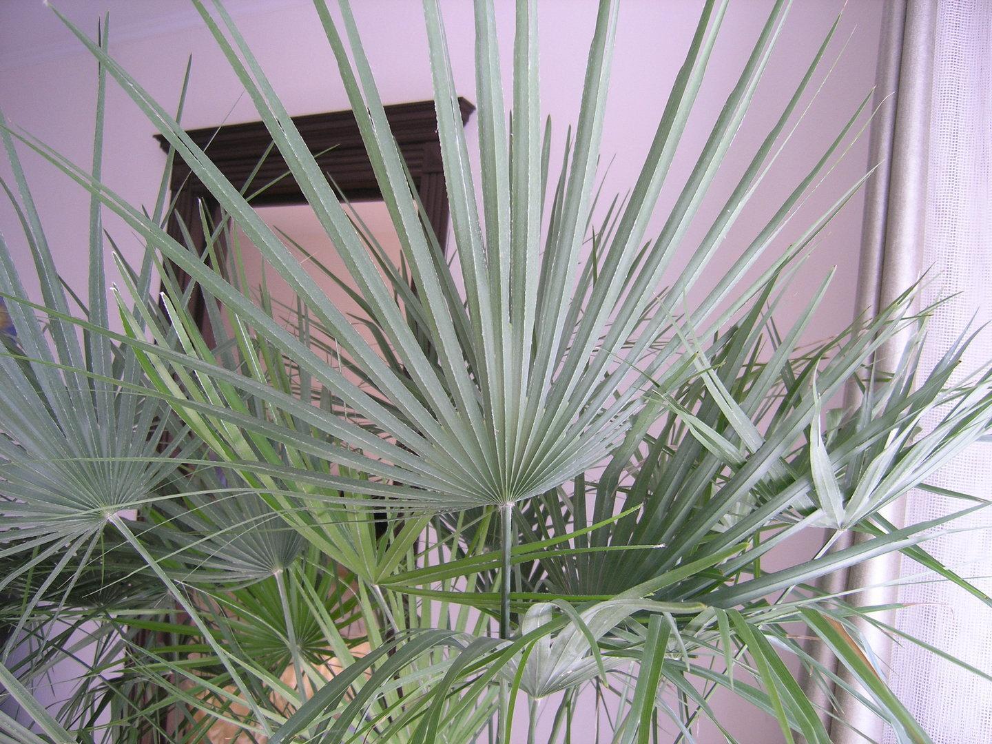 Identification - PALMS IN POTS - PalmTalk