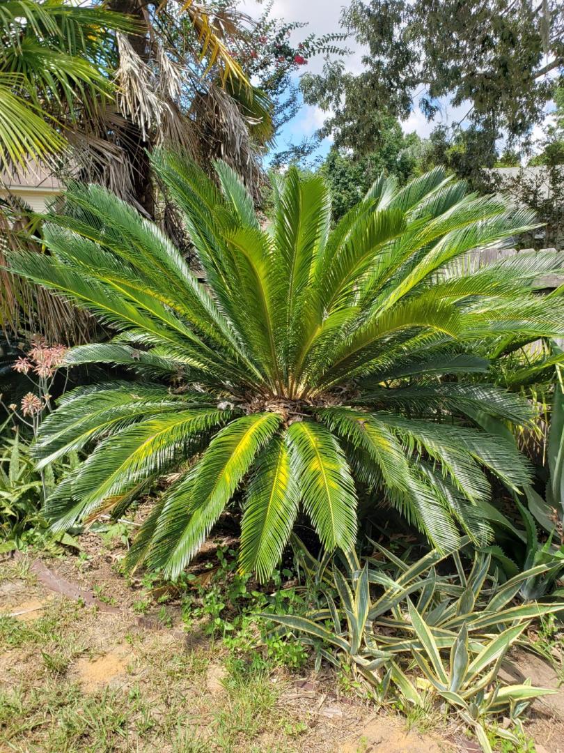 Can Sago’s Come Back From The Dead? - TROPICAL LOOKING PLANTS - Other ...