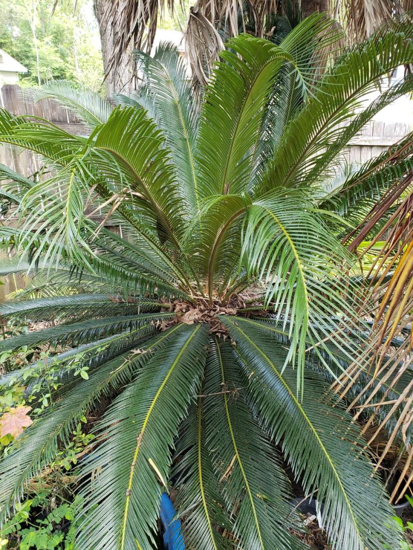 Can Sago’s Come Back From The Dead? - TROPICAL LOOKING PLANTS - Other ...