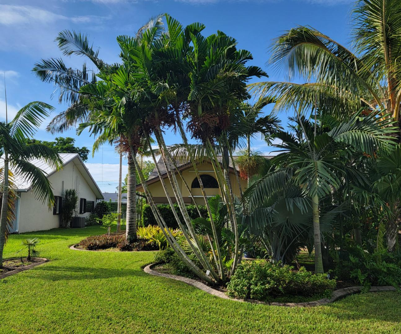 Ptychosperma schefferi - DISCUSSING PALM TREES WORLDWIDE - PalmTalk