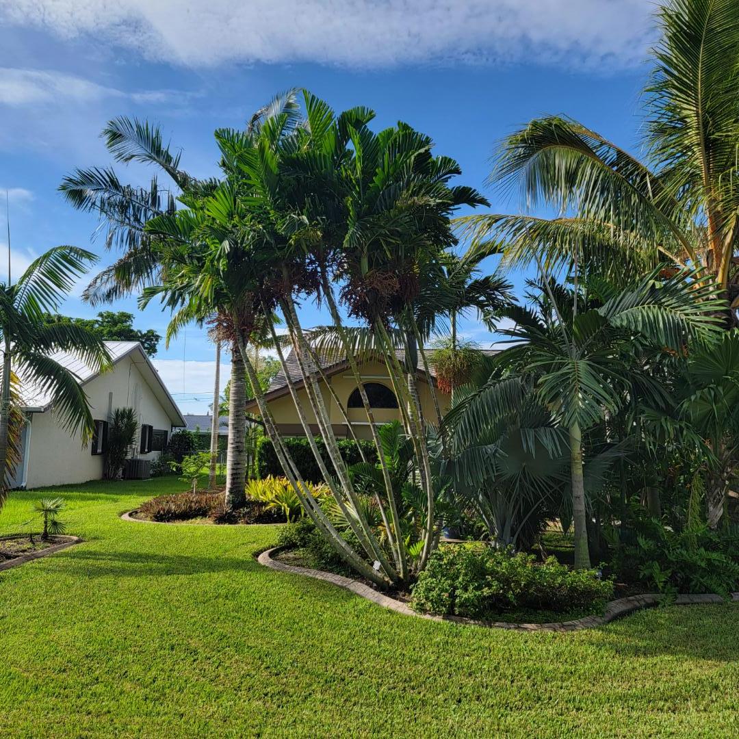 Ptychosperma schefferi - DISCUSSING PALM TREES WORLDWIDE - PalmTalk