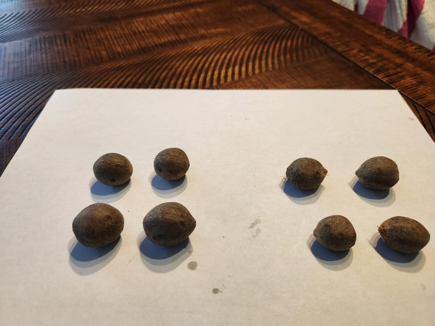 Seeking Knowledge On The Growing And Propagation Of Jubaea Chilensis ...