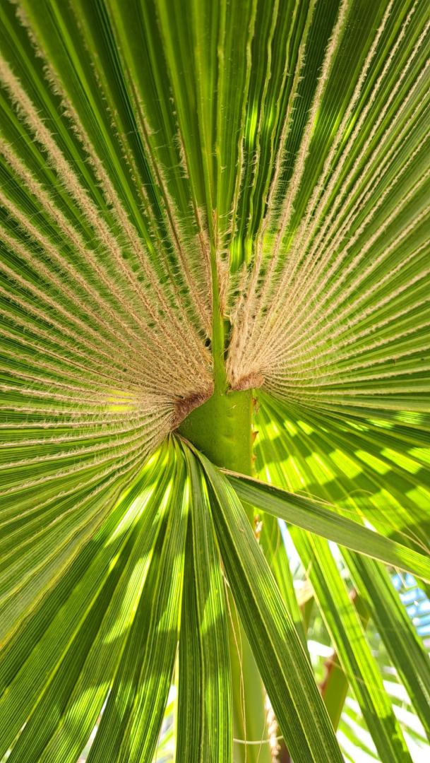 Washingtonia filifera? Filibusta? - DISCUSSING PALM TREES WORLDWIDE ...
