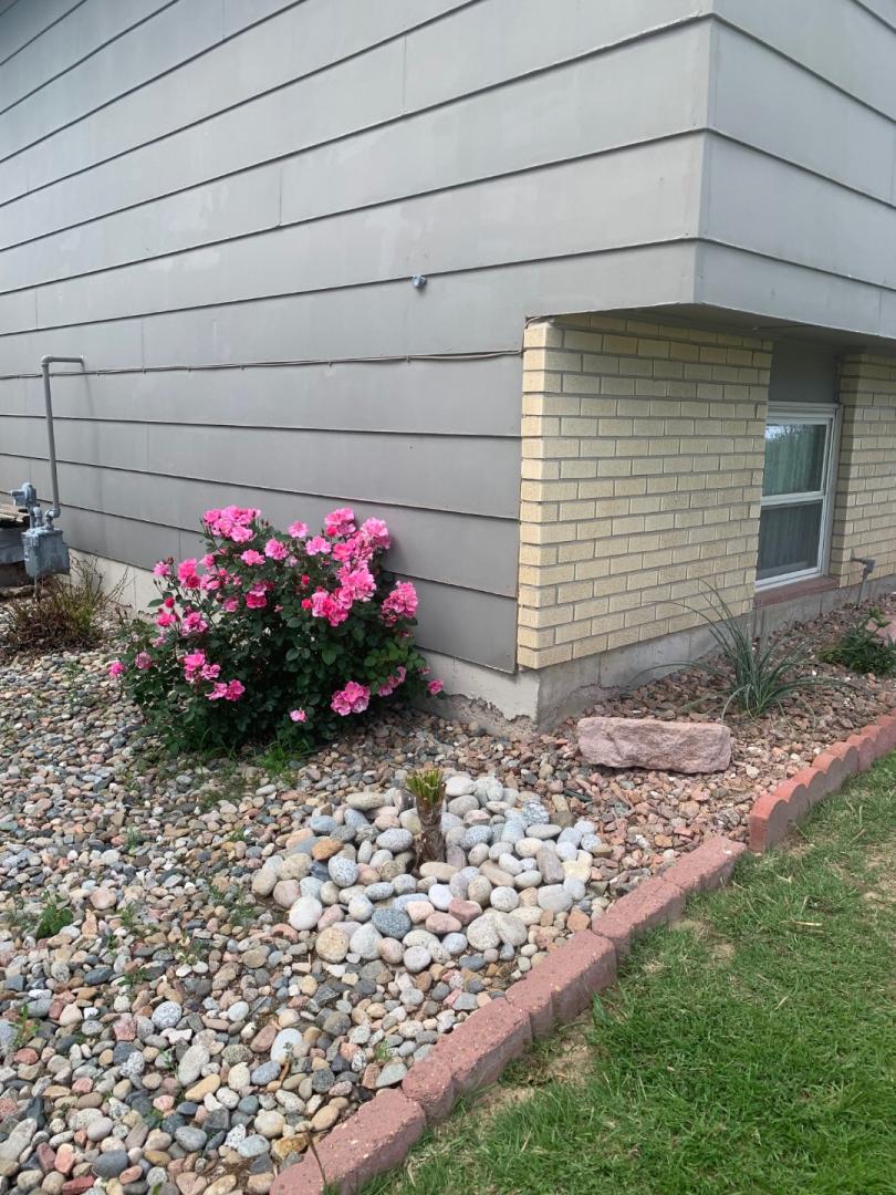 Washingtonia x filibusta growing in zone 6a Colorado - COLD HARDY PALMS ...