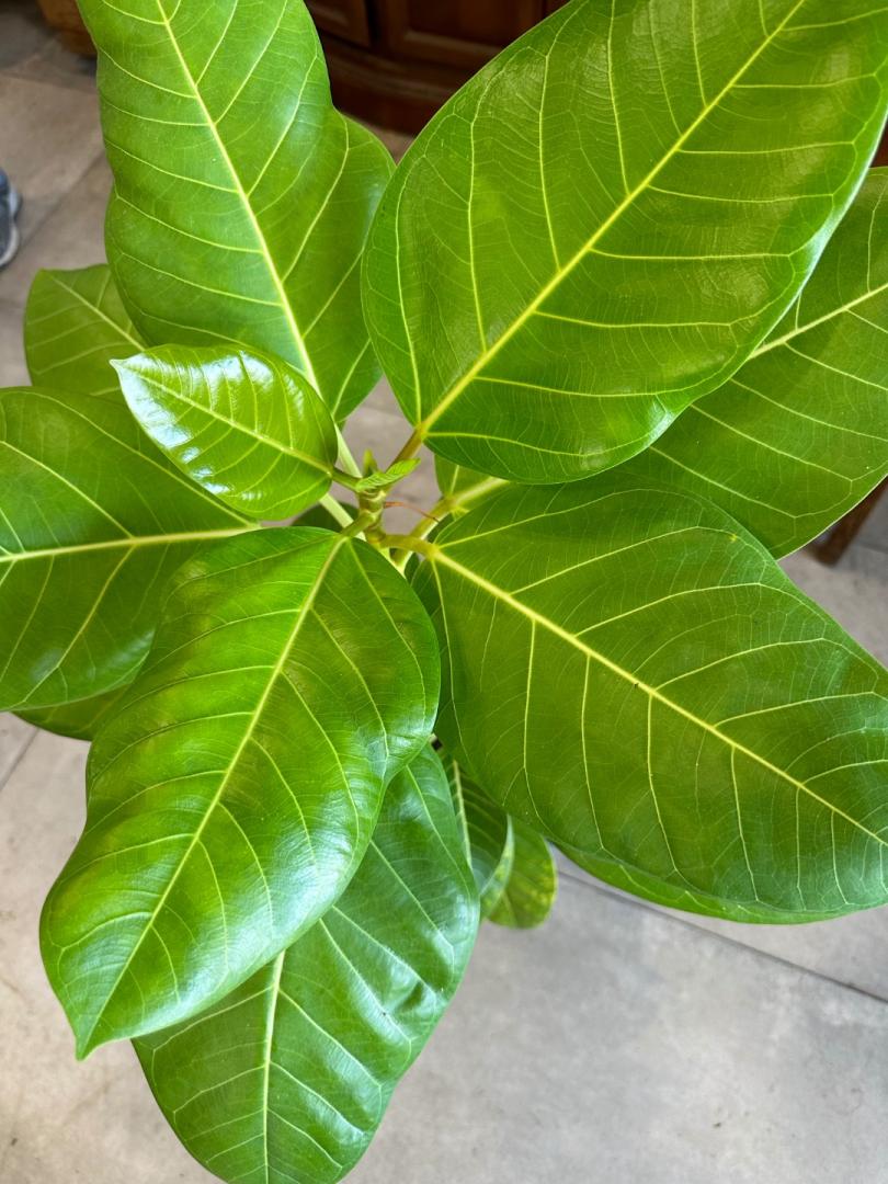 Golden Banyan Tree - TROPICAL LOOKING PLANTS - Other Than Palms - PalmTalk