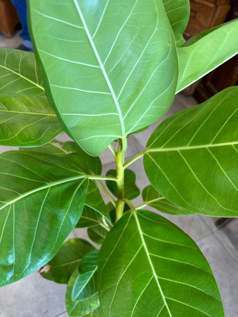 Golden Banyan Tree - TROPICAL LOOKING PLANTS - Other Than Palms - PalmTalk