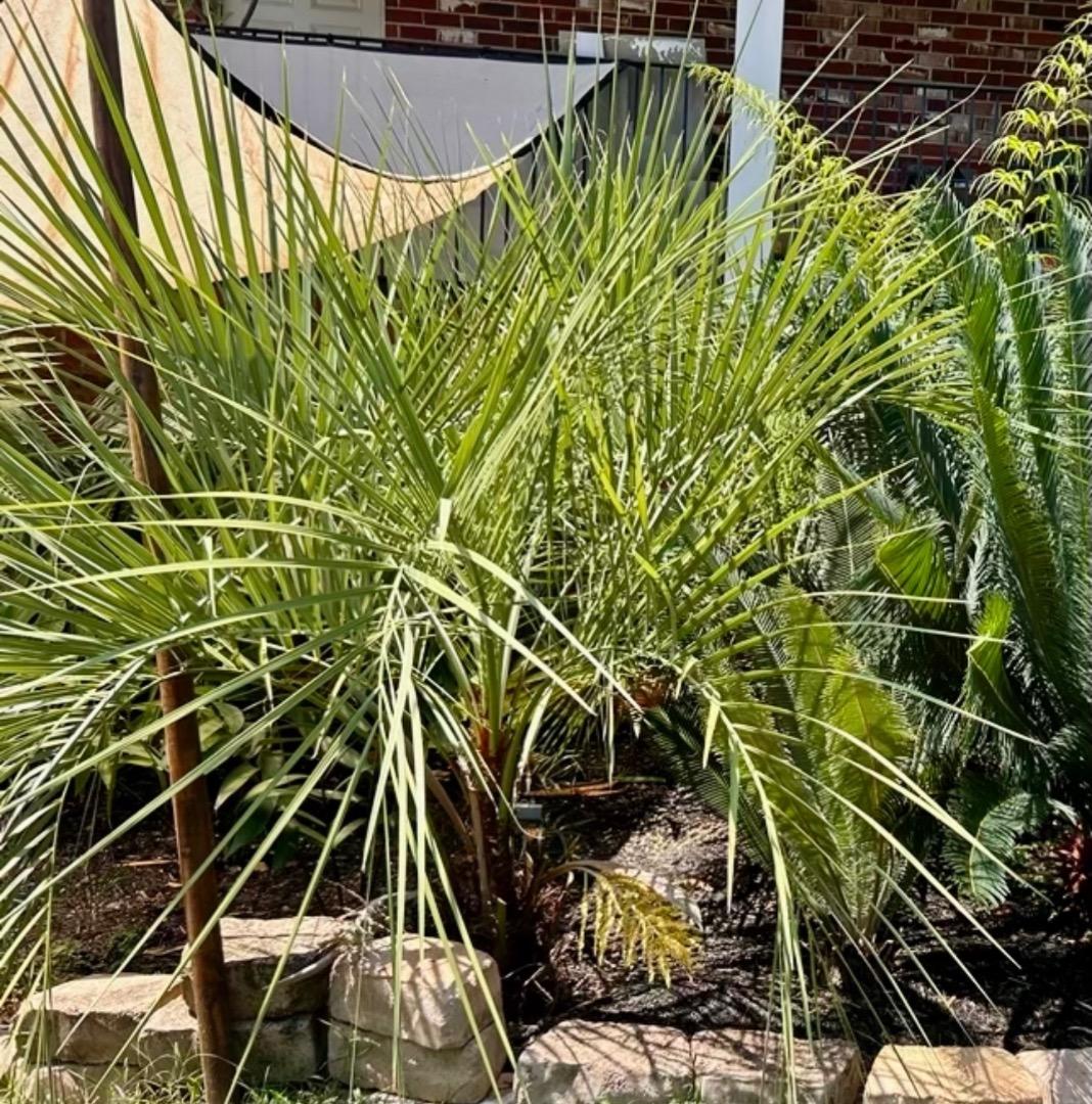 Butia archeri (Diamantina) flowering for the 1st time - COLD HARDY ...