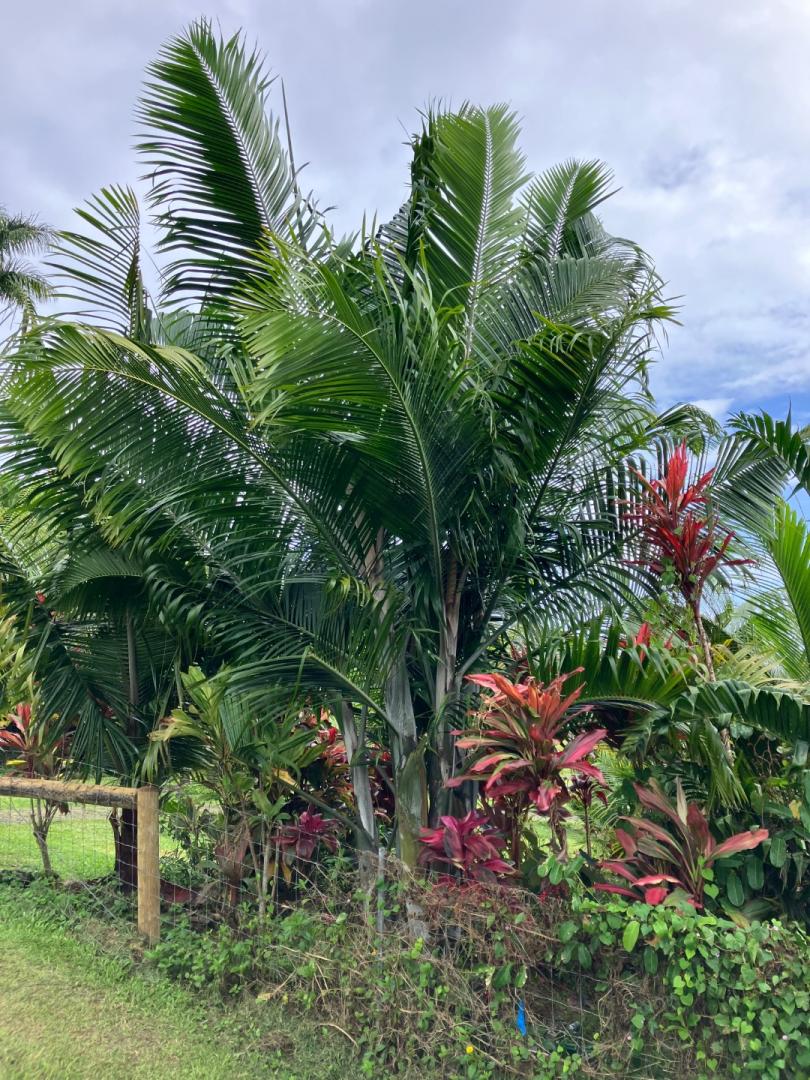 Who is doing the "splits"? - Page 3 - DISCUSSING PALM TREES WORLDWIDE ...