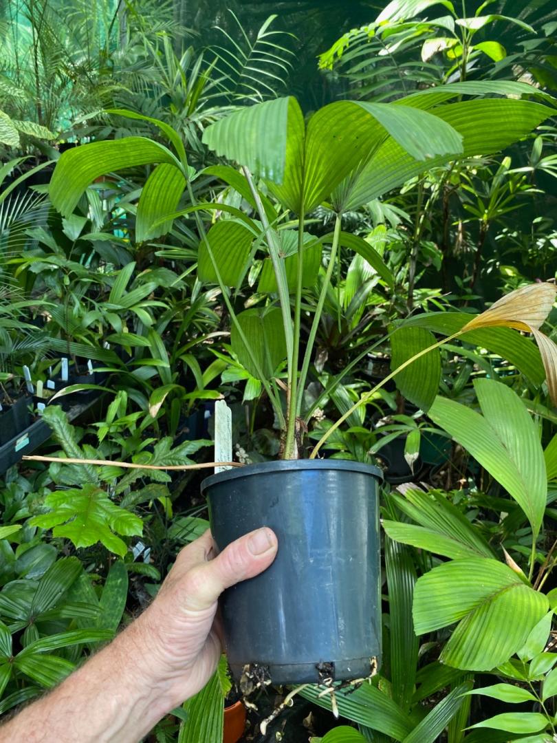 Some winners in the collection - PALMS IN POTS - PalmTalk