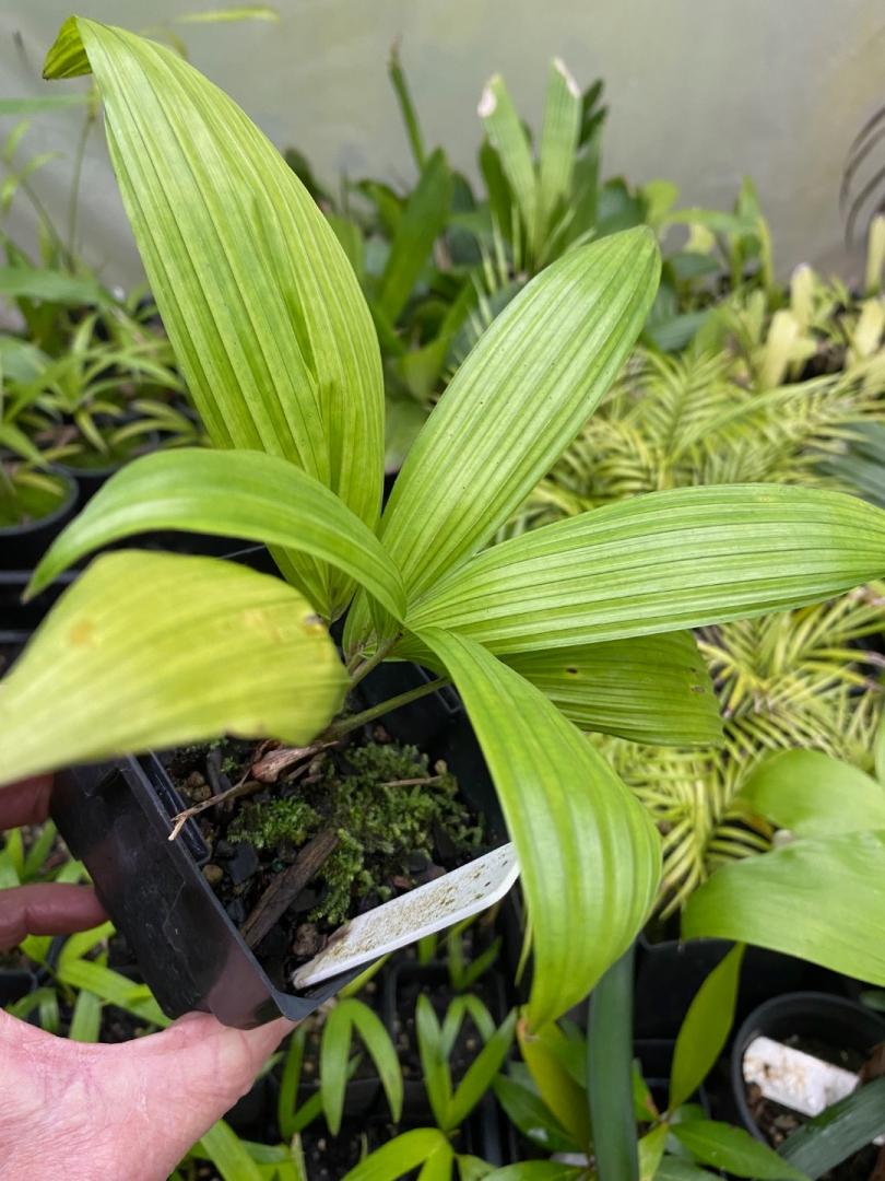 Some winners in the collection - PALMS IN POTS - PalmTalk