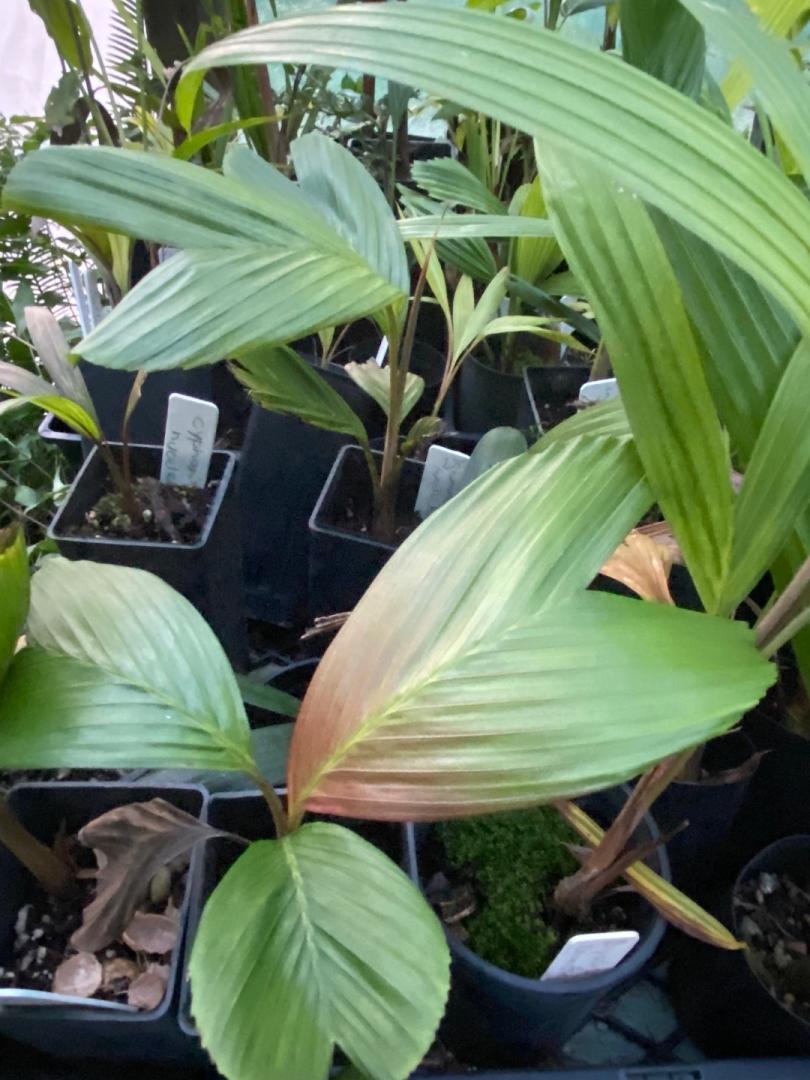 Some winners in the collection - PALMS IN POTS - PalmTalk