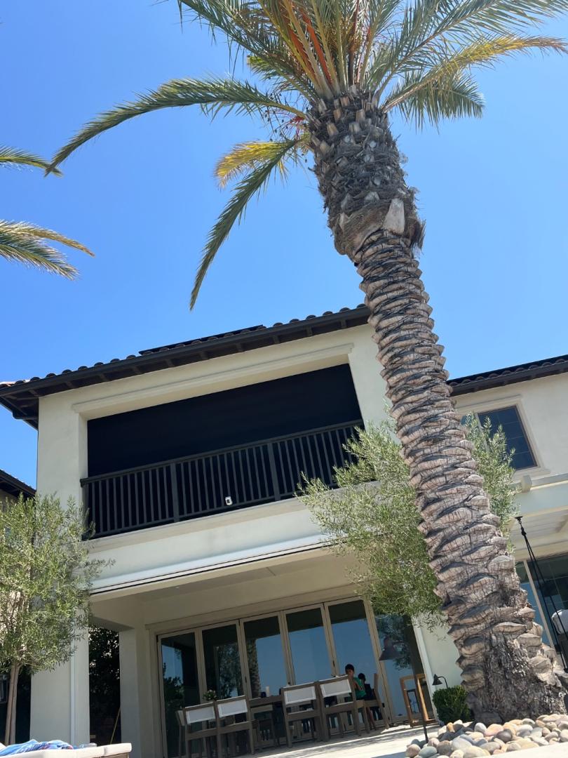 Help identifying and health check - DISCUSSING PALM TREES WORLDWIDE ...