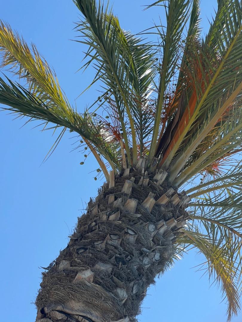 Help identifying and health check - DISCUSSING PALM TREES WORLDWIDE ...