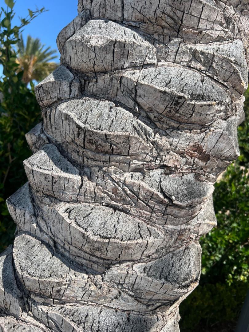 Help identifying and health check - DISCUSSING PALM TREES WORLDWIDE ...
