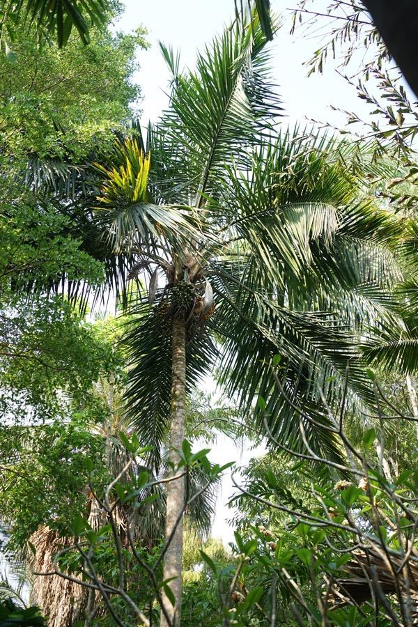 Syagrus amara seedling - DISCUSSING PALM TREES WORLDWIDE - PalmTalk
