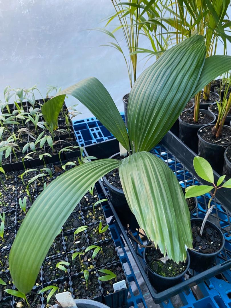Some winners in the collection - PALMS IN POTS - PalmTalk