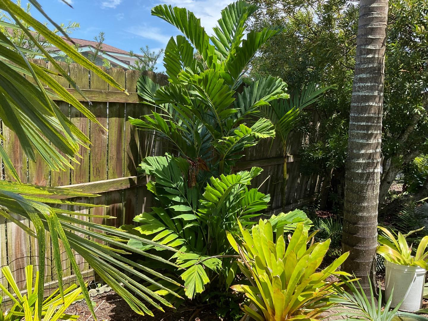 Ptychosperma schefferi - DISCUSSING PALM TREES WORLDWIDE - PalmTalk