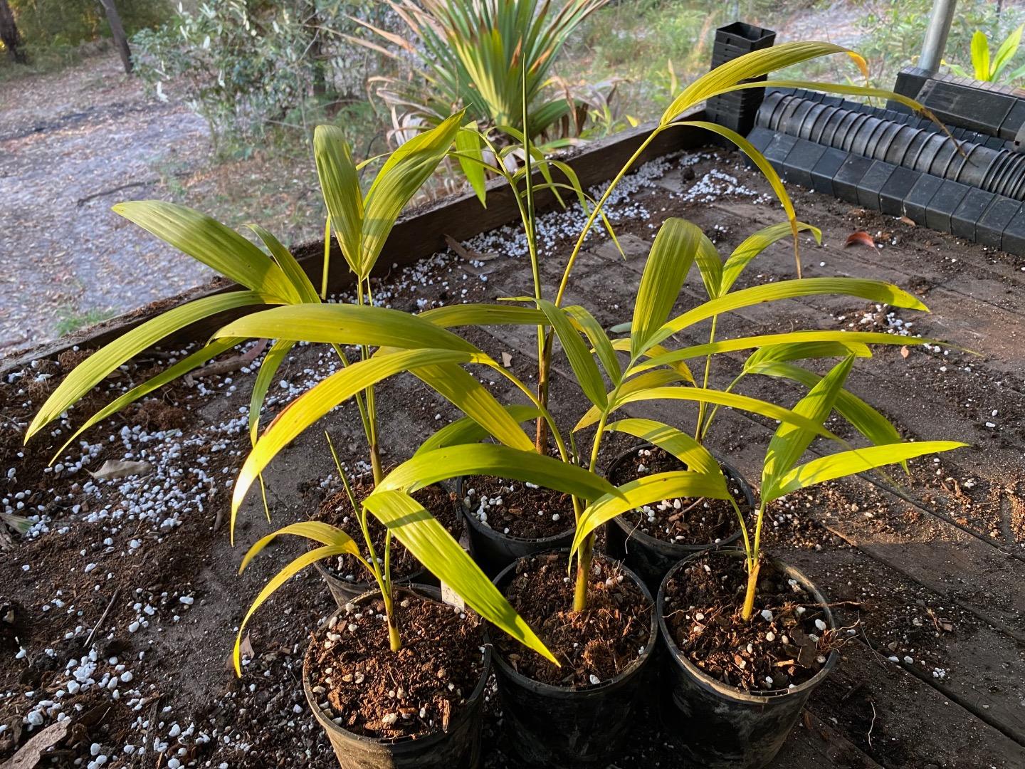 I finally found my missing Gaussia maya seedlings - DISCUSSING PALM TREES WORLDWIDE - PalmTalk
