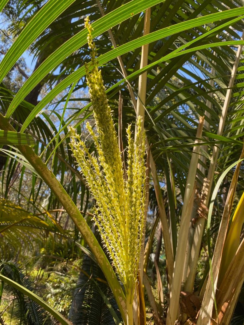 Ravenea glauca flower in bloom - DISCUSSING PALM TREES WORLDWIDE - PalmTalk