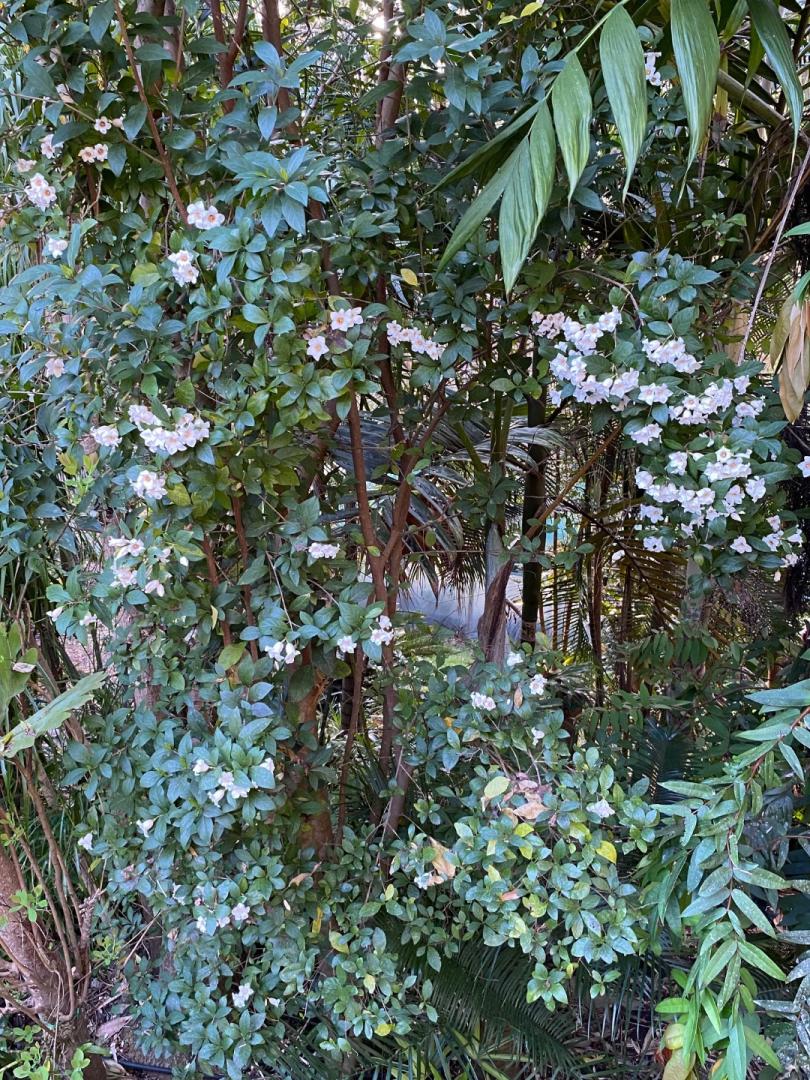 Rothmania globosa flowering - TROPICAL LOOKING PLANTS - Other Than ...