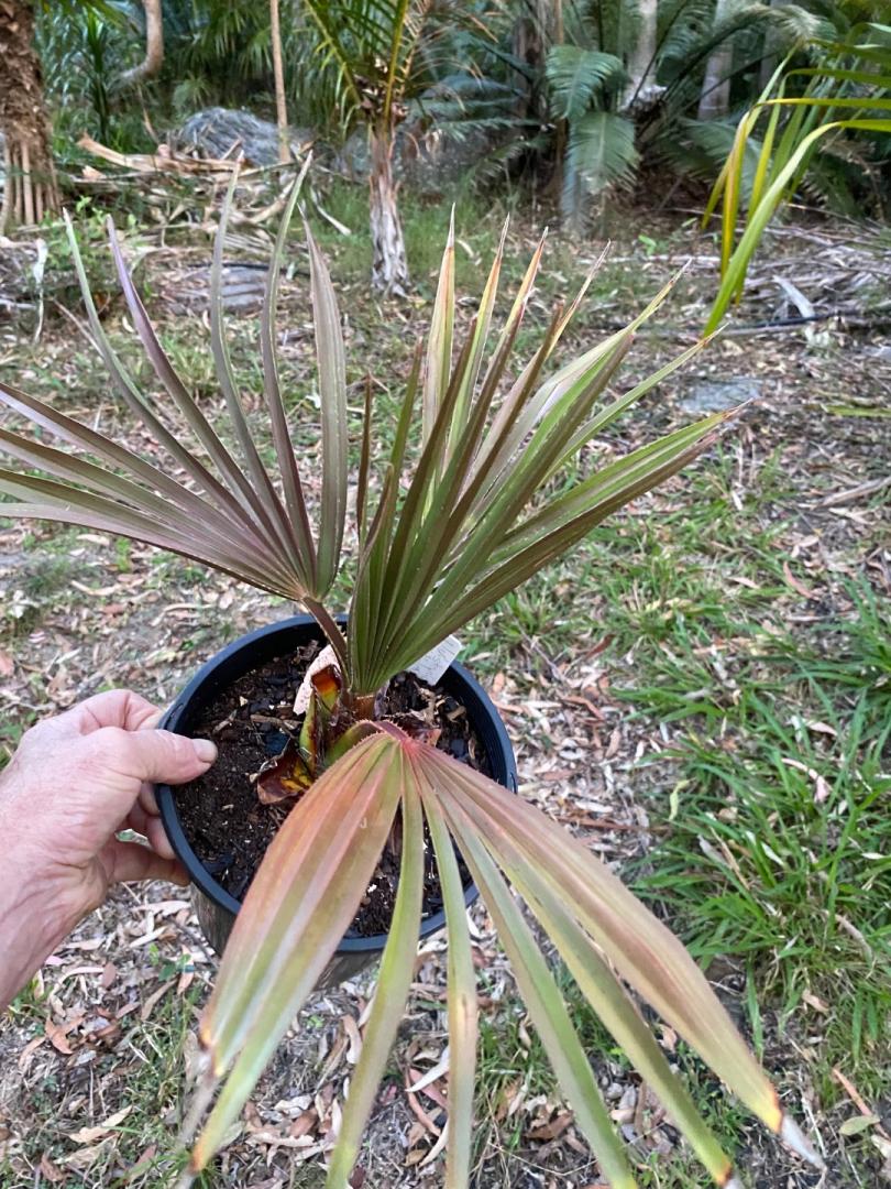 Livistona rigida gets planted - DISCUSSING PALM TREES WORLDWIDE - PalmTalk