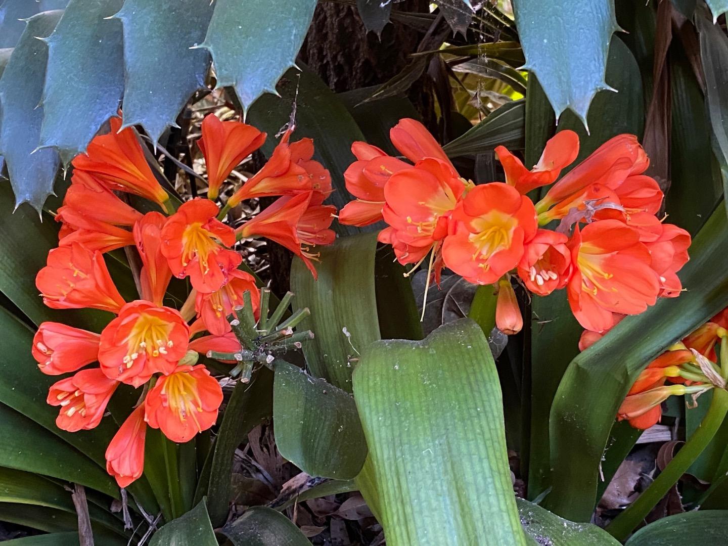 Clivias are coming on - TROPICAL LOOKING PLANTS - Other Than Palms ...
