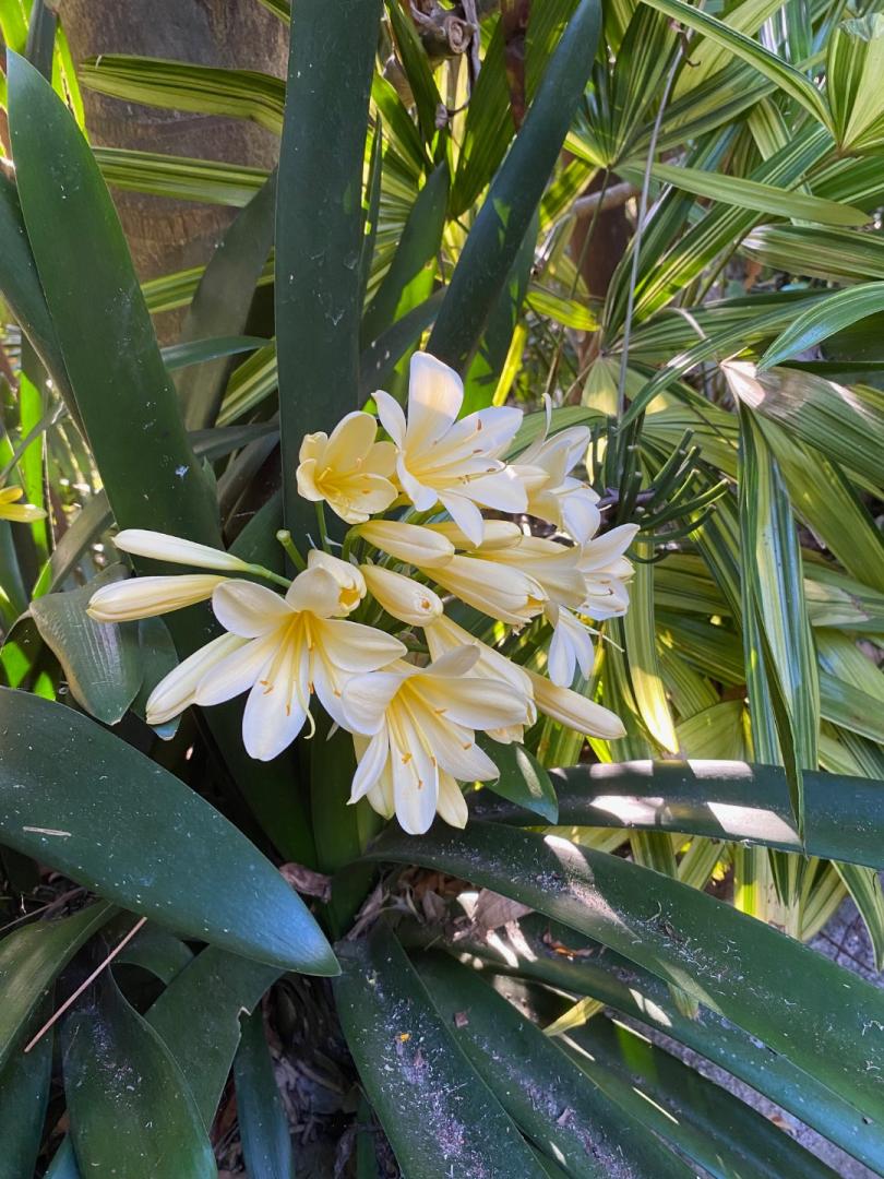 Clivias are coming on - TROPICAL LOOKING PLANTS - Other Than Palms ...