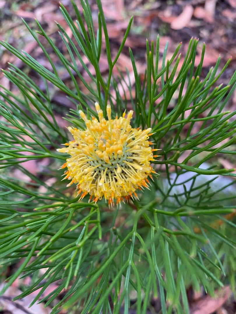 A few Australian native flowers - TROPICAL LOOKING PLANTS - Other Than ...