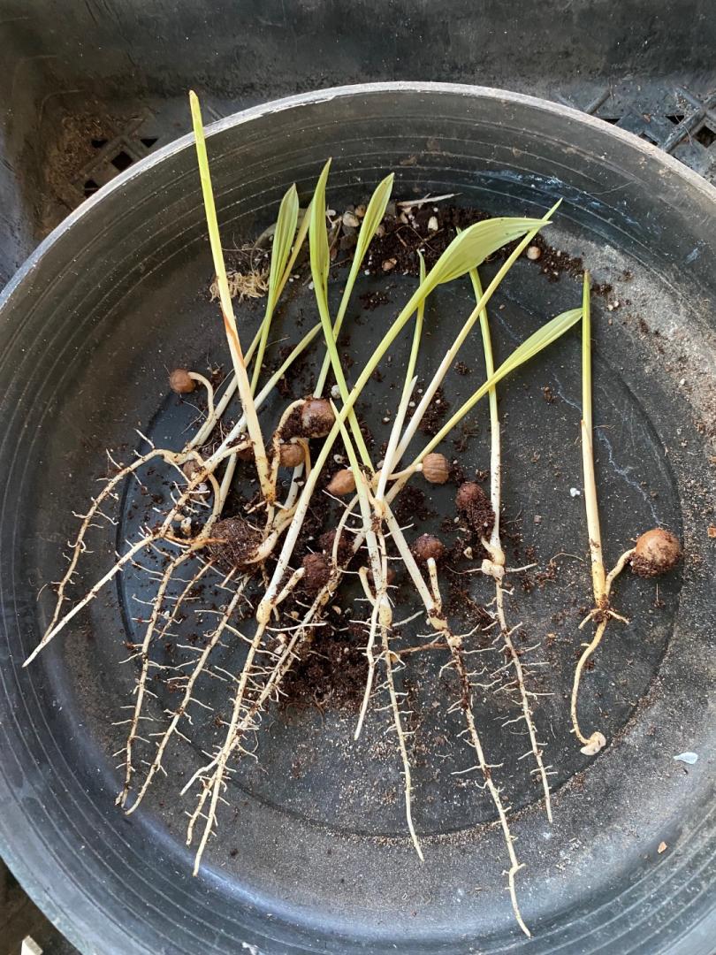 Potting up some palms - DISCUSSING PALM TREES WORLDWIDE - PalmTalk