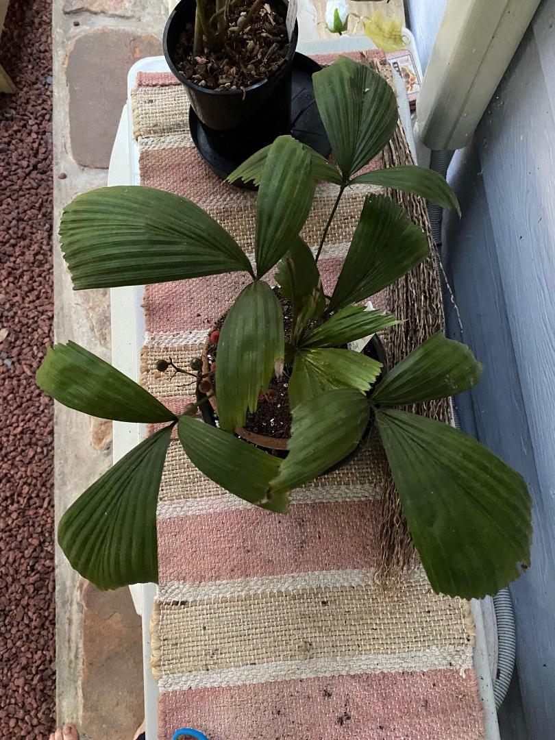 Licuala triphylla in seed - DISCUSSING PALM TREES WORLDWIDE - PalmTalk