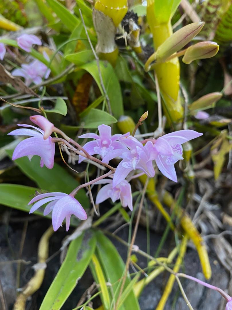 A nice little orchid - TROPICAL LOOKING PLANTS - Other Than Palms ...