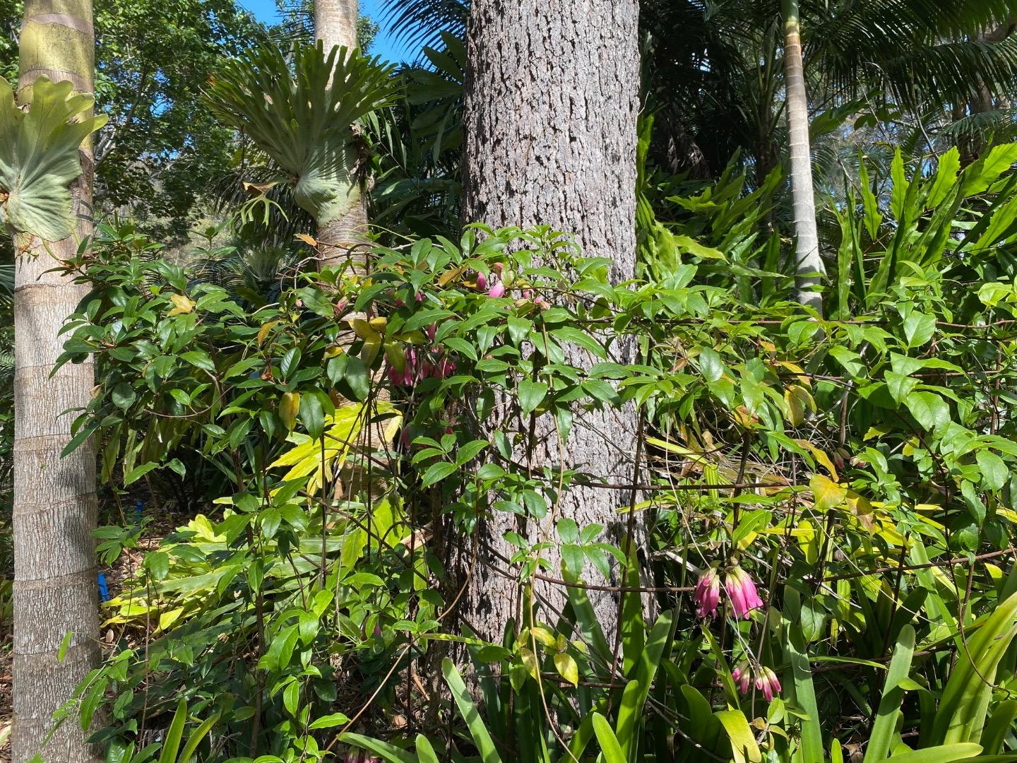 Australian Tecomantha Hillii is flowering (Fraser island creeper ...