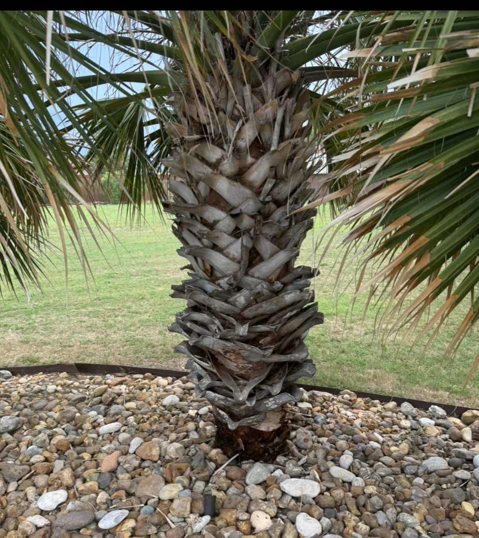Help Palm Rot or Normal - DISCUSSING PALM TREES WORLDWIDE - PalmTalk