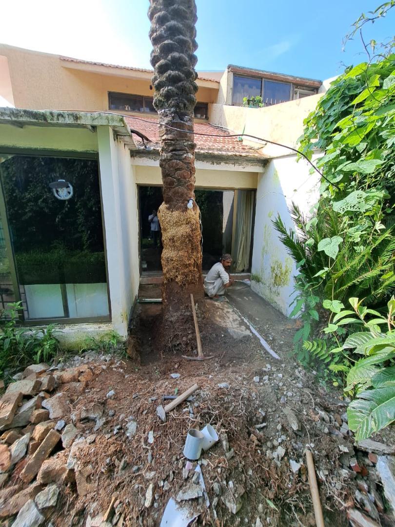 Replanting 45 foot, 20 year old Date Palm with damaged roots ...