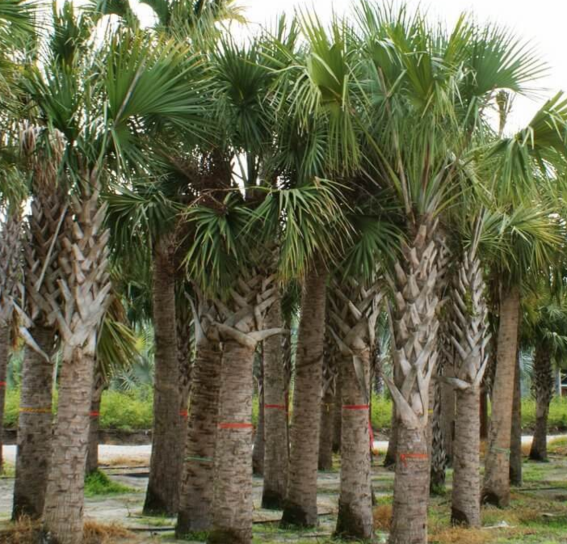 Help Palm Rot or Normal - DISCUSSING PALM TREES WORLDWIDE - PalmTalk
