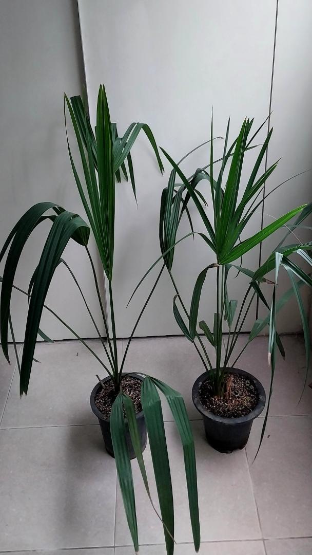 Questions regarding Sabal spp. - COLD HARDY PALMS - PalmTalk