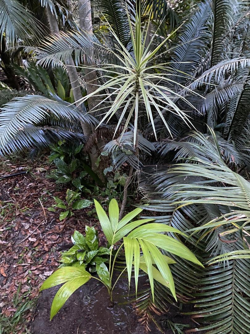 Carpoxylon macrospermum planted in the ground - DISCUSSING PALM TREES ...