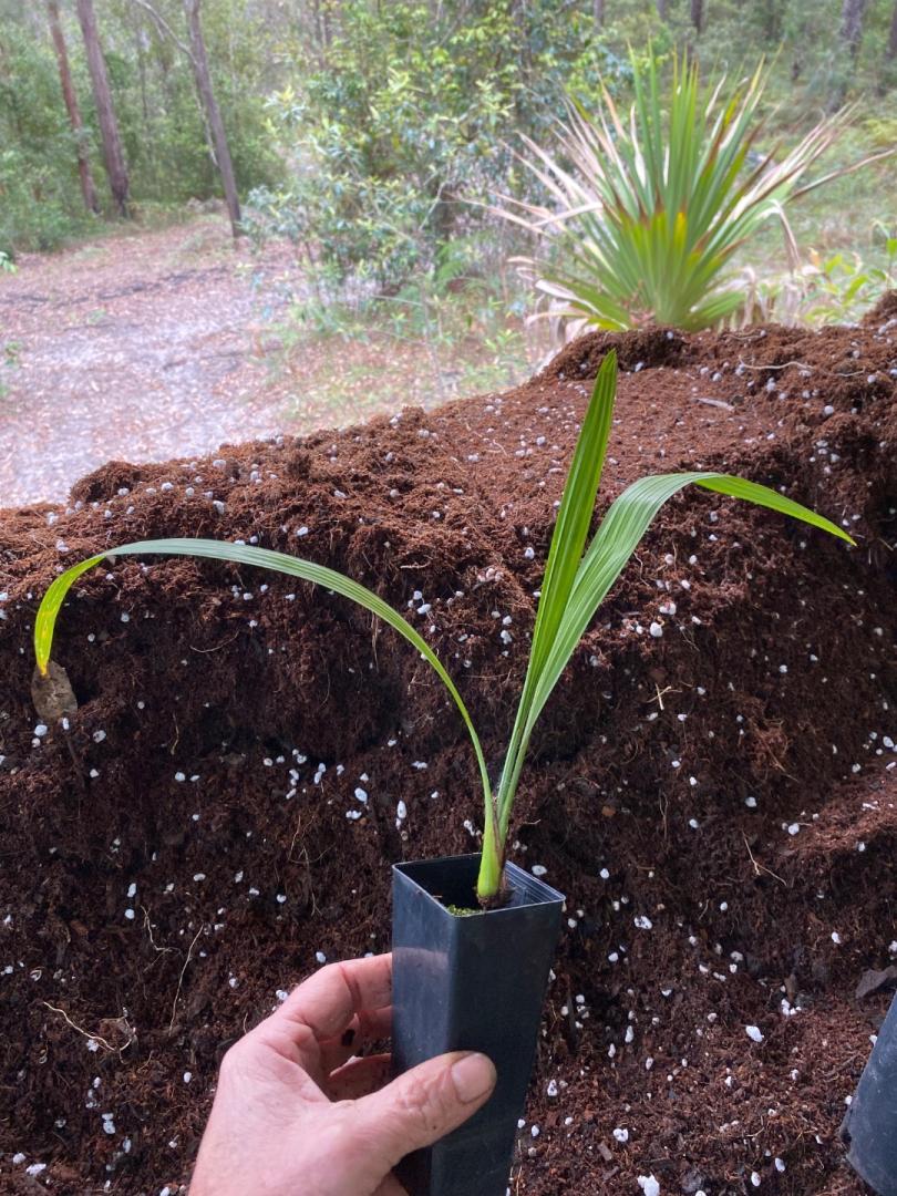 On the potting bench again - DISCUSSING PALM TREES WORLDWIDE - PalmTalk