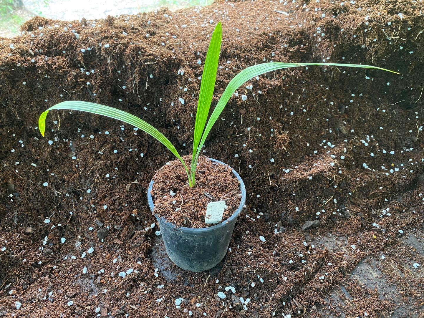 On the potting bench again - DISCUSSING PALM TREES WORLDWIDE - PalmTalk
