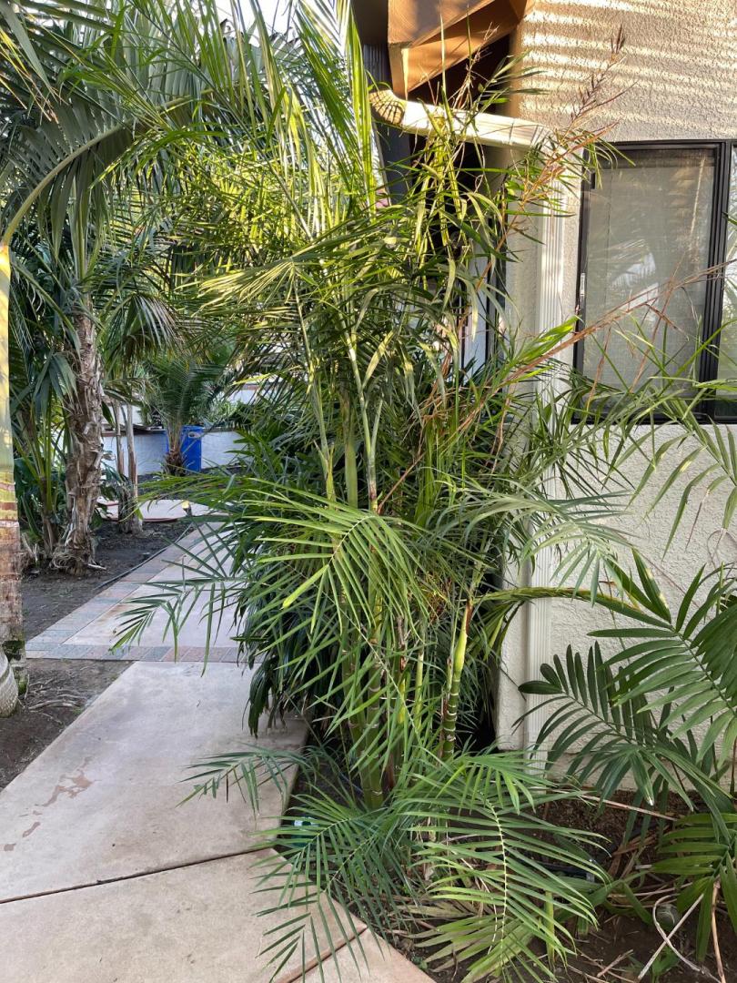 Palm identification - DISCUSSING PALM TREES WORLDWIDE - PalmTalk