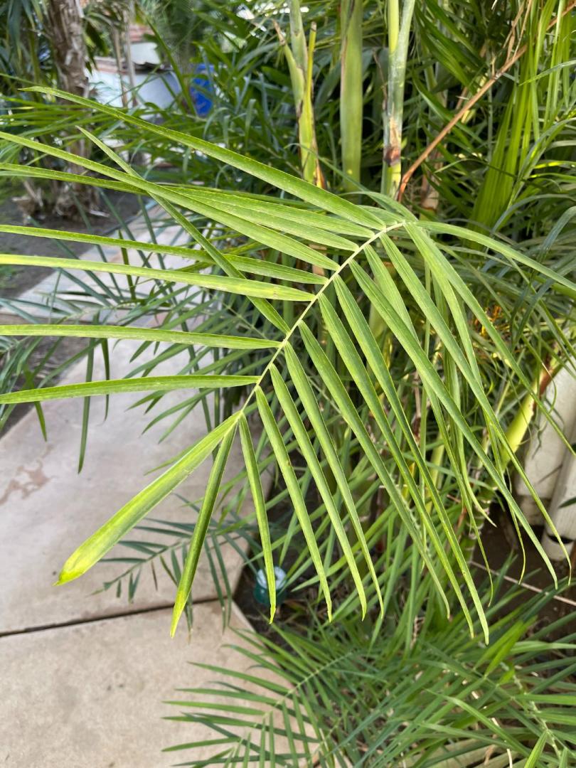 Palm identification - DISCUSSING PALM TREES WORLDWIDE - PalmTalk