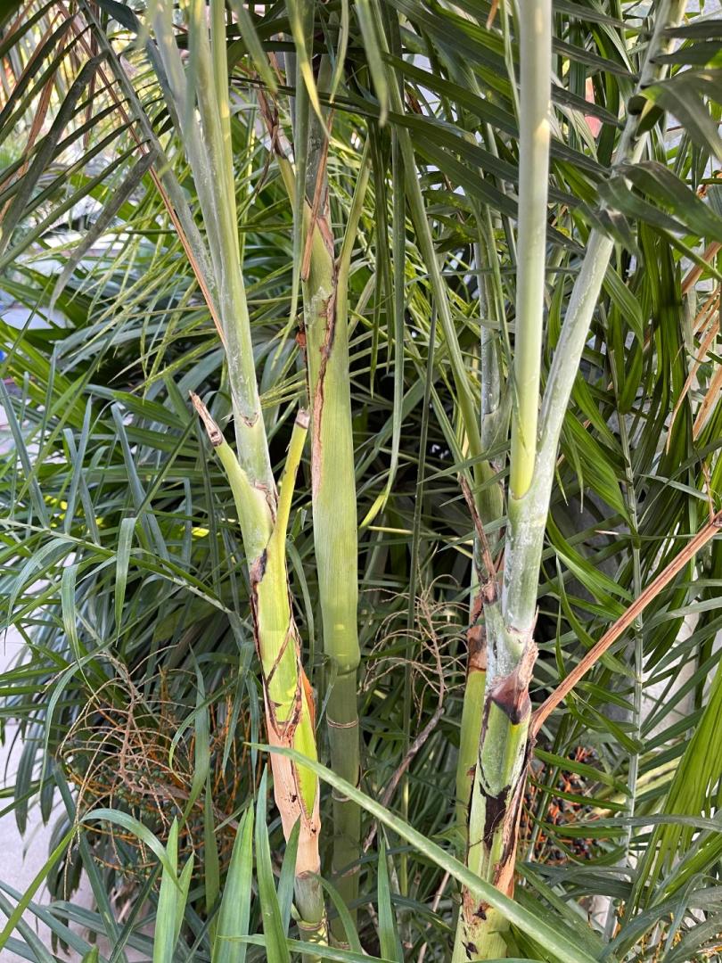 Palm identification - DISCUSSING PALM TREES WORLDWIDE - PalmTalk