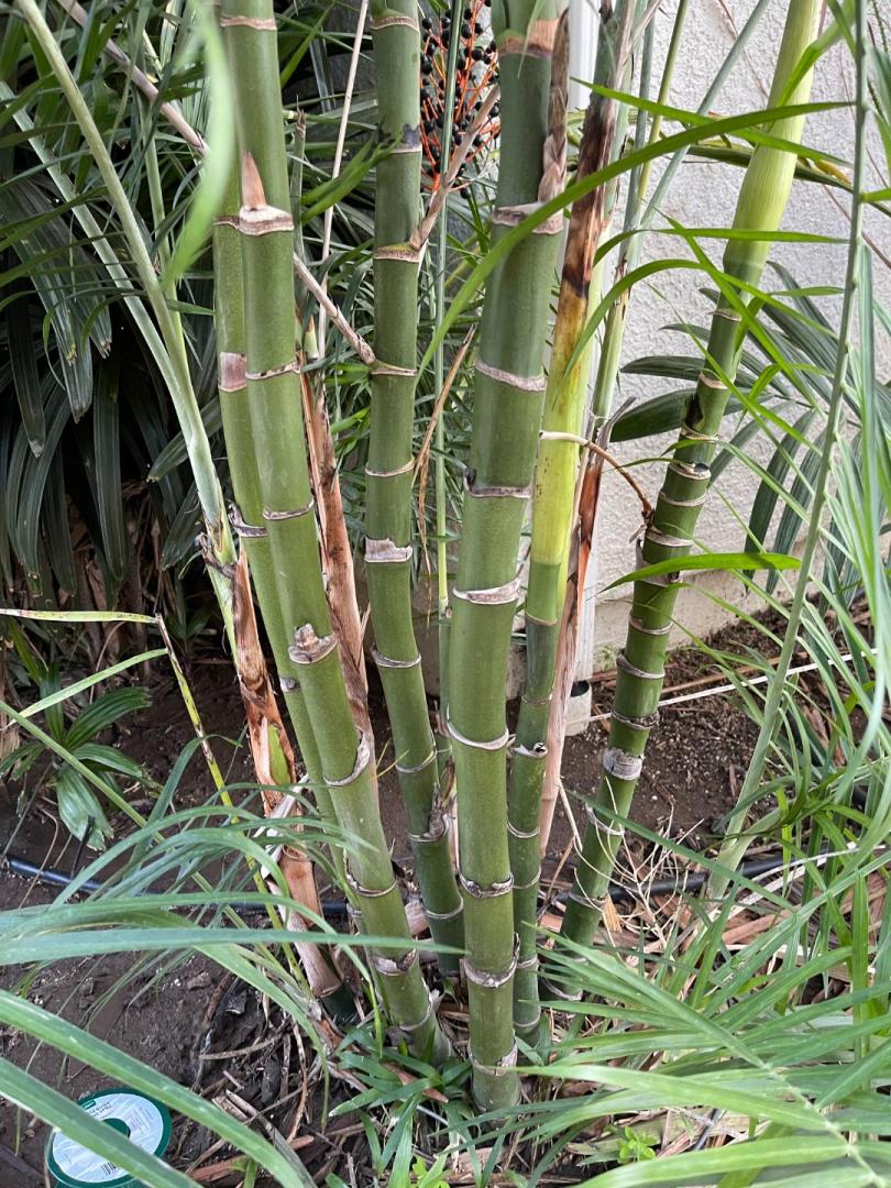 Palm identification - DISCUSSING PALM TREES WORLDWIDE - PalmTalk