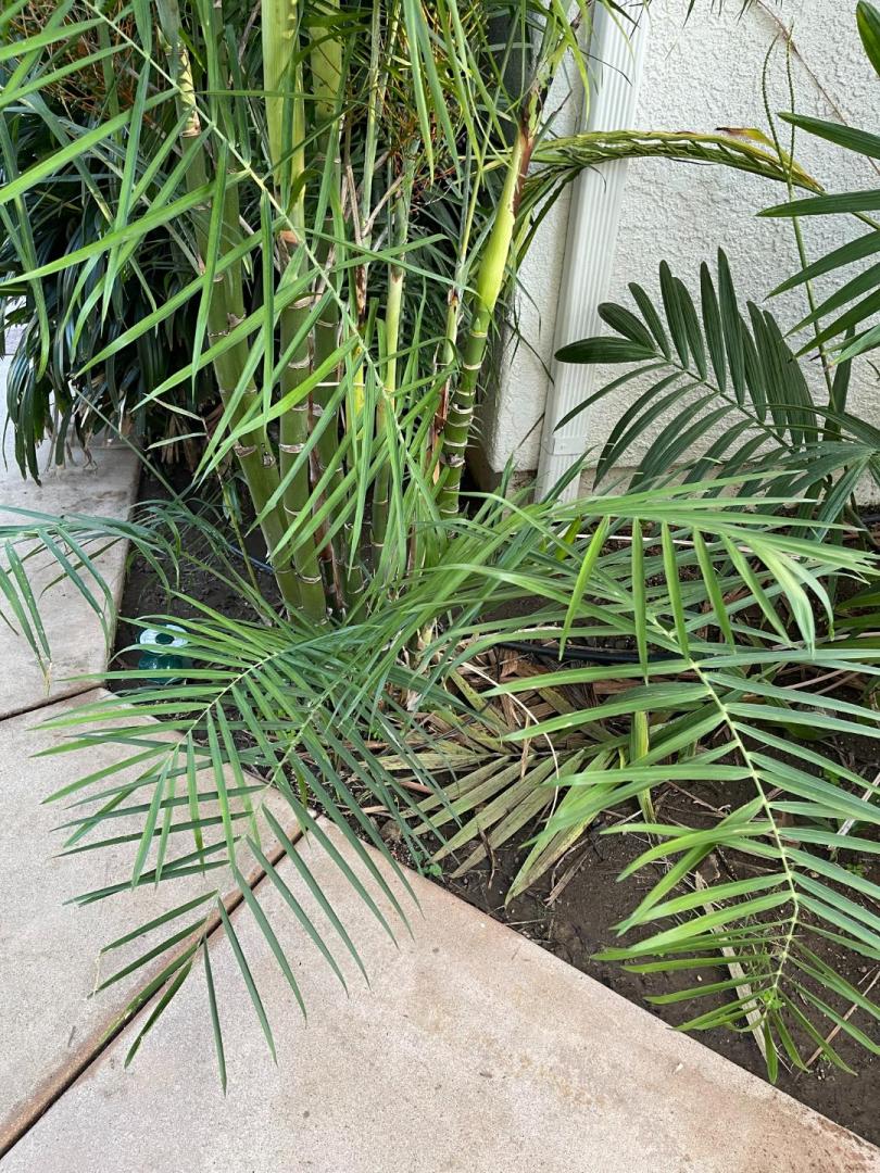 Palm identification - DISCUSSING PALM TREES WORLDWIDE - PalmTalk