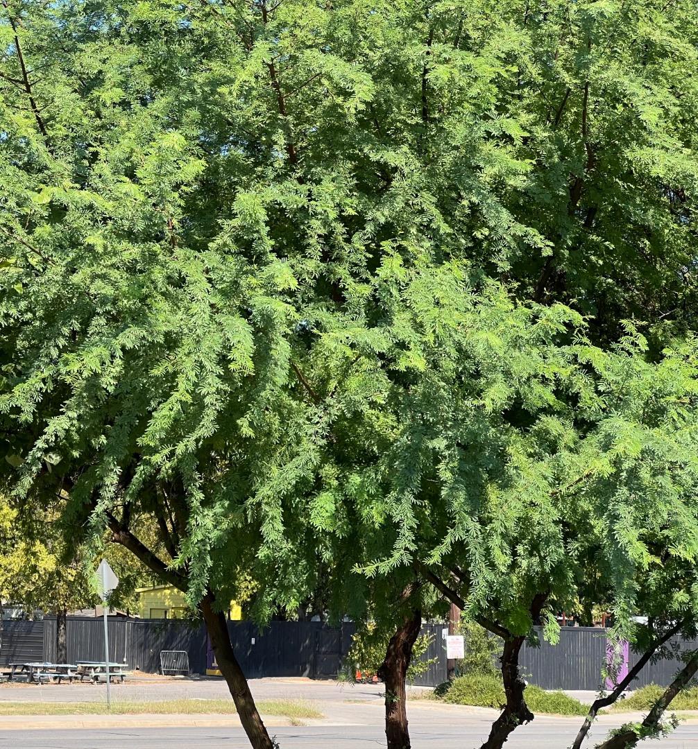 Vachellia (Acacia) farnesiana - TROPICAL LOOKING PLANTS - Other Than ...