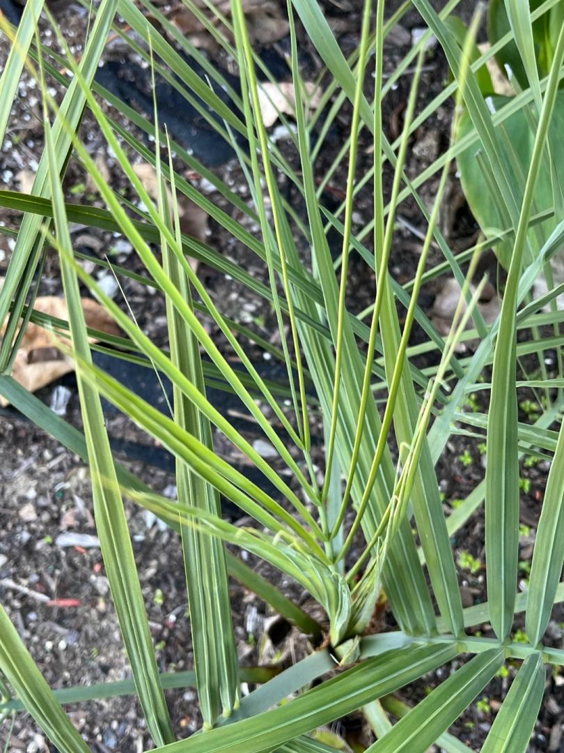 Pindo Palm Progress - COLD HARDY PALMS - PalmTalk