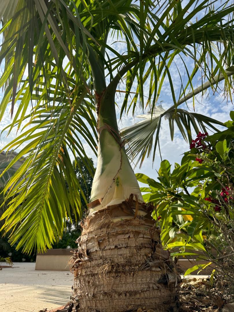 Palm phots after summer 2024 Alicante, Spain - DISCUSSING PALM TREES ...