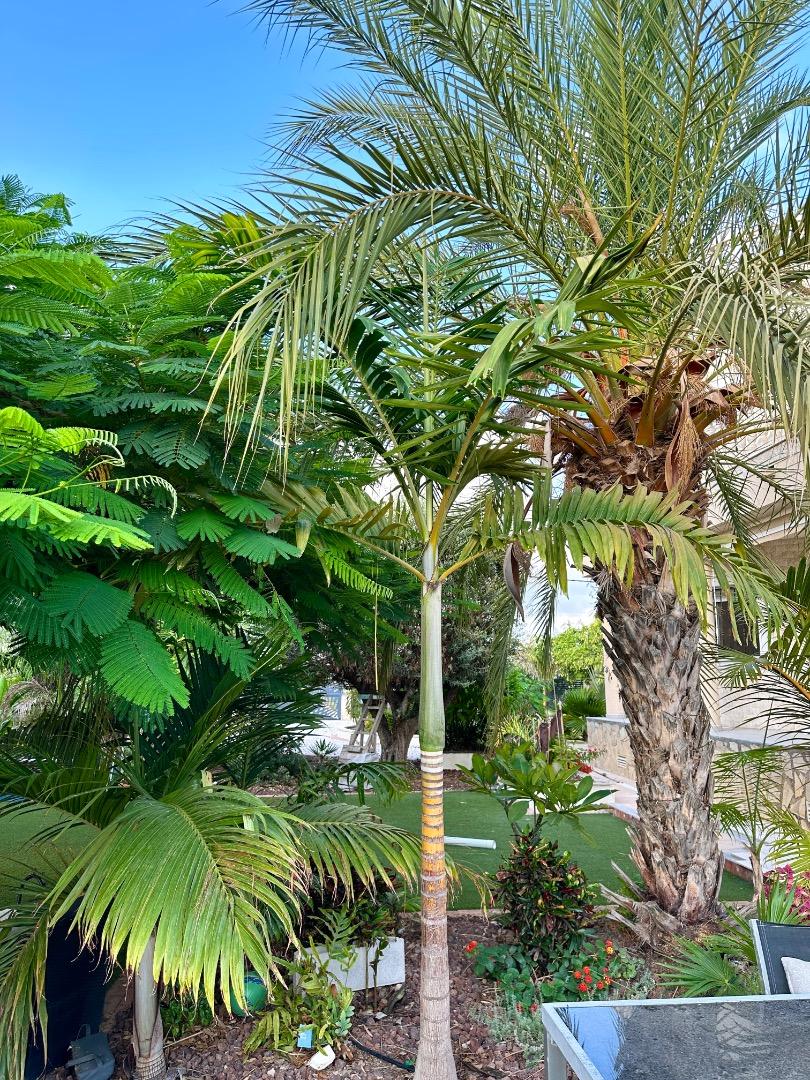 Palm phots after summer 2024 Alicante, Spain - DISCUSSING PALM TREES ...