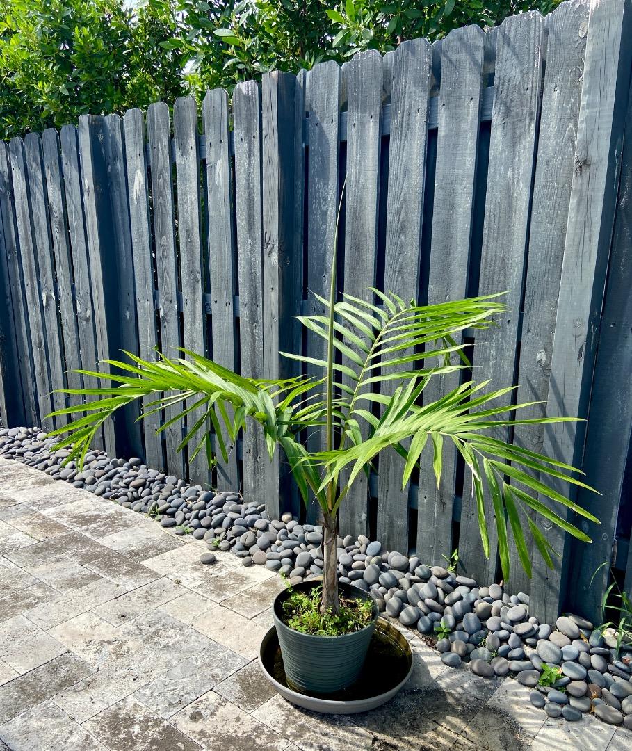 Cyphophoenix elegans - DISCUSSING PALM TREES WORLDWIDE - PalmTalk