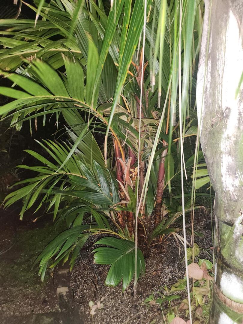 Planted my Areca vestria orange form - DISCUSSING PALM TREES WORLDWIDE ...